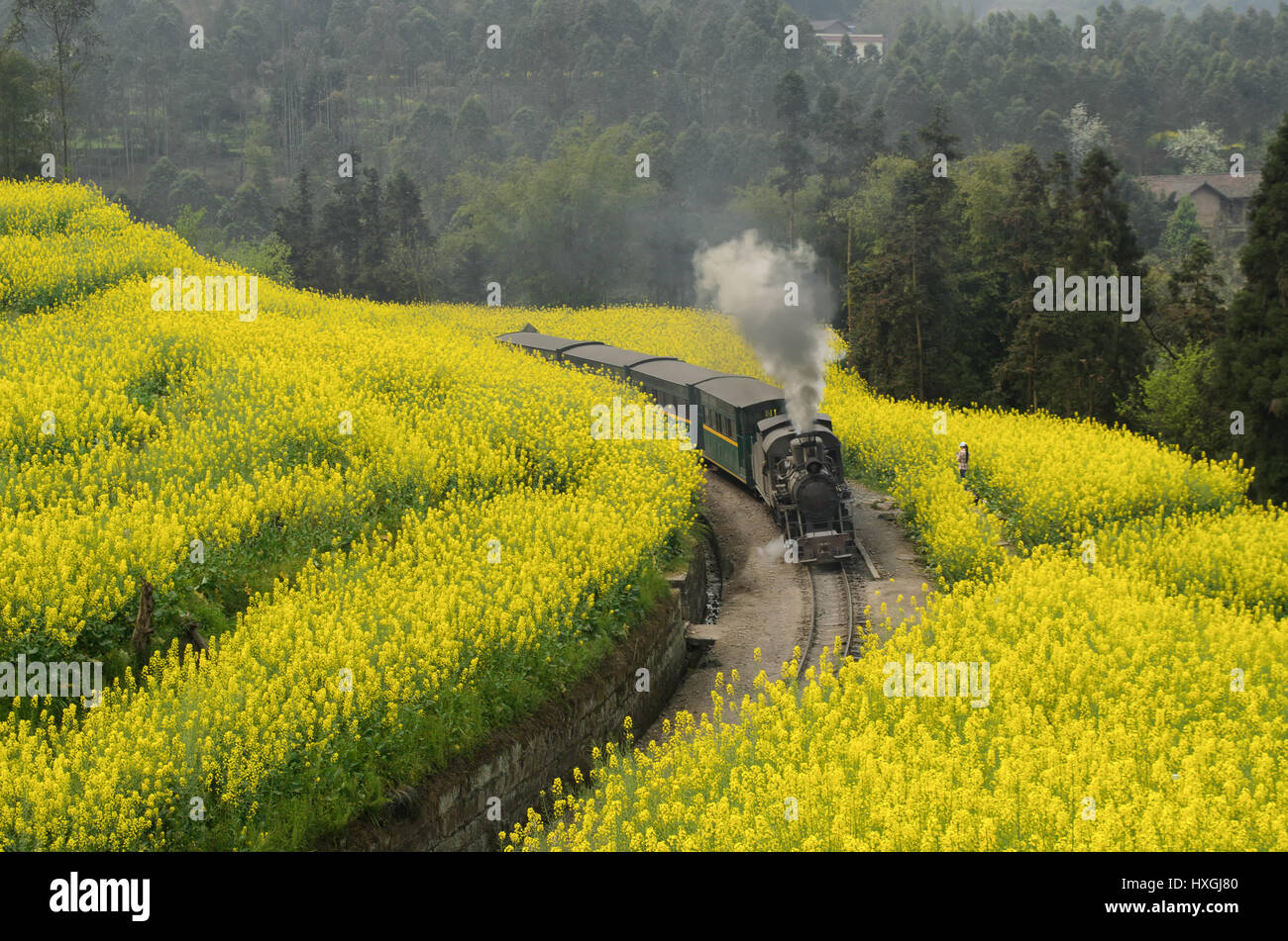 A Jiayang steam train is crossing the beautiful oilseed rape flowers in ...