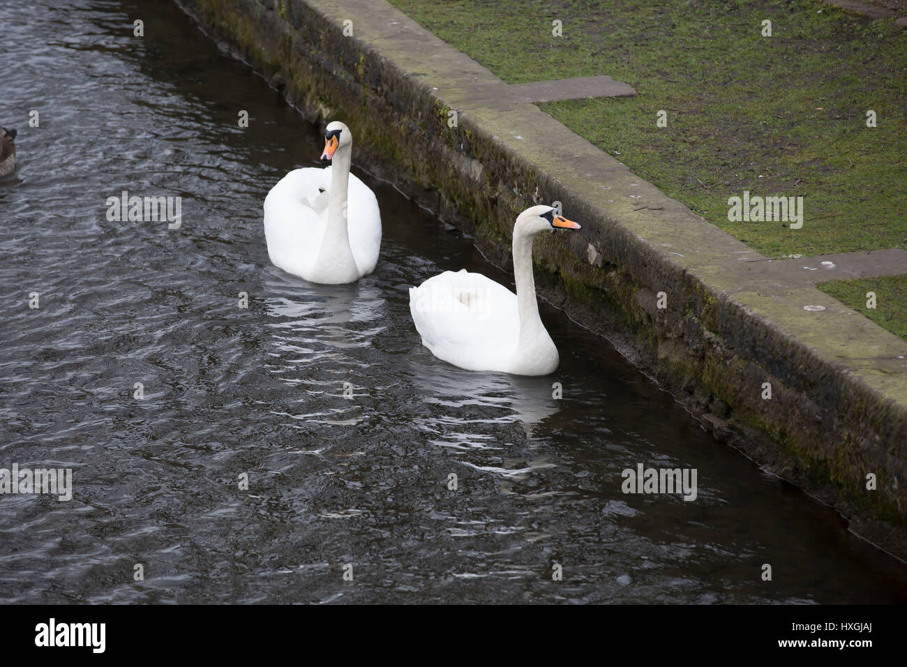 Beswick swan hi-res stock photography and images - Alamy