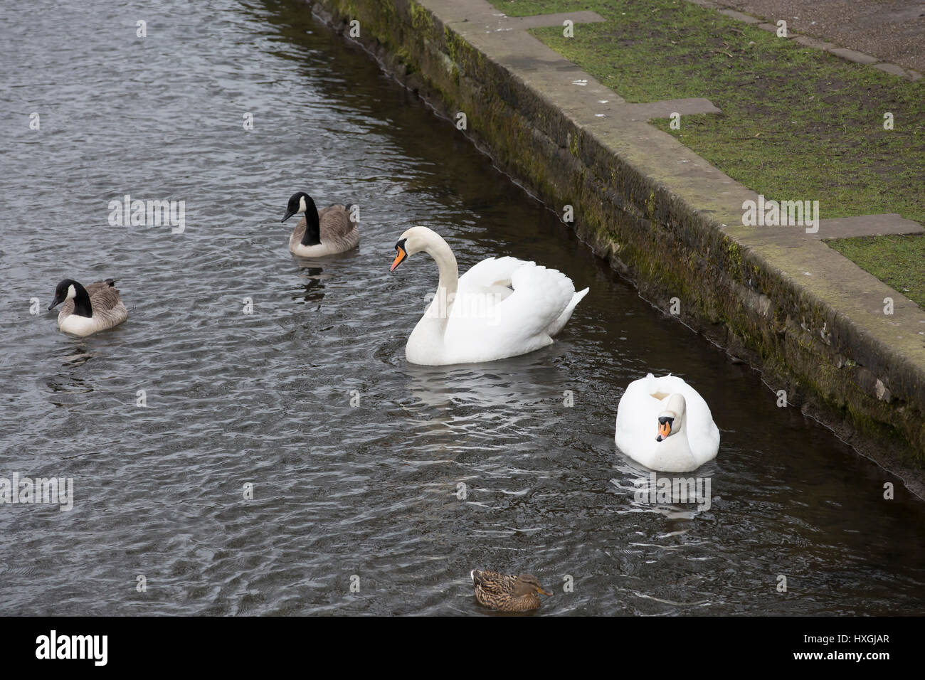 Beswick Swan on the River Wye in Bakewell, Derbyshire Stock Photo - Alamy