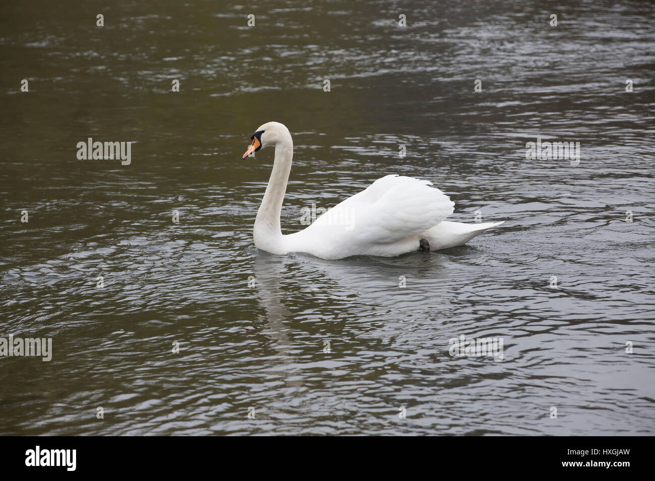 Beswick Swan on the River Wye in Bakewell, Derbyshire Stock Photo - Alamy