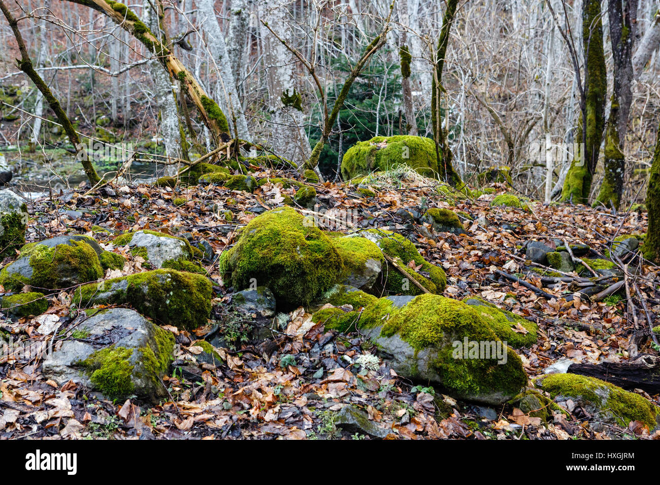 Mossy slope hi-res stock photography and images - Alamy