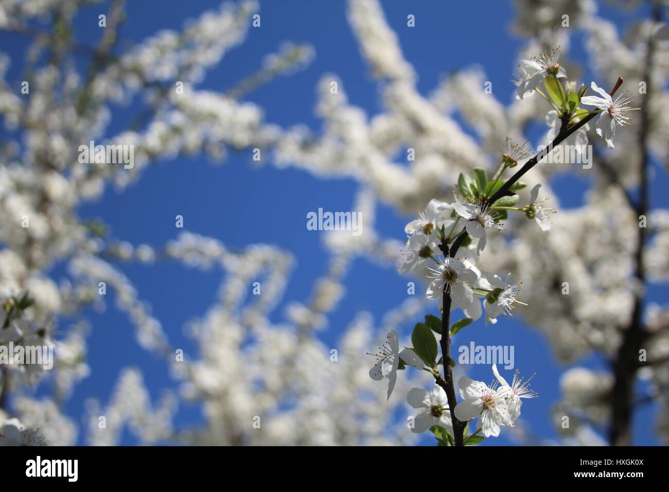 Flower of Spring. The begining off spring Stock Photo - Alamy