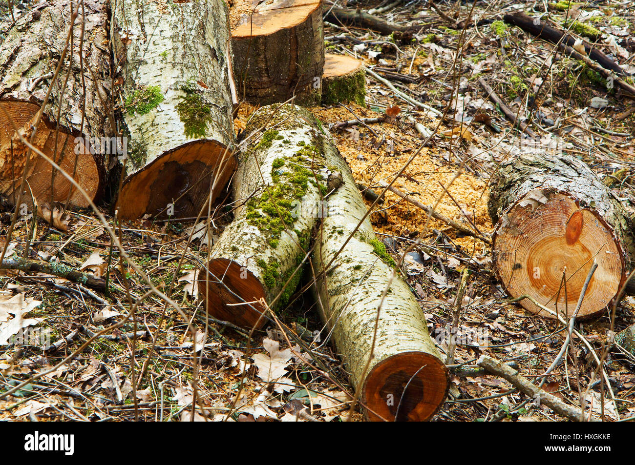 felled trees, timber, hemp fresh felling Stock Photo - Alamy