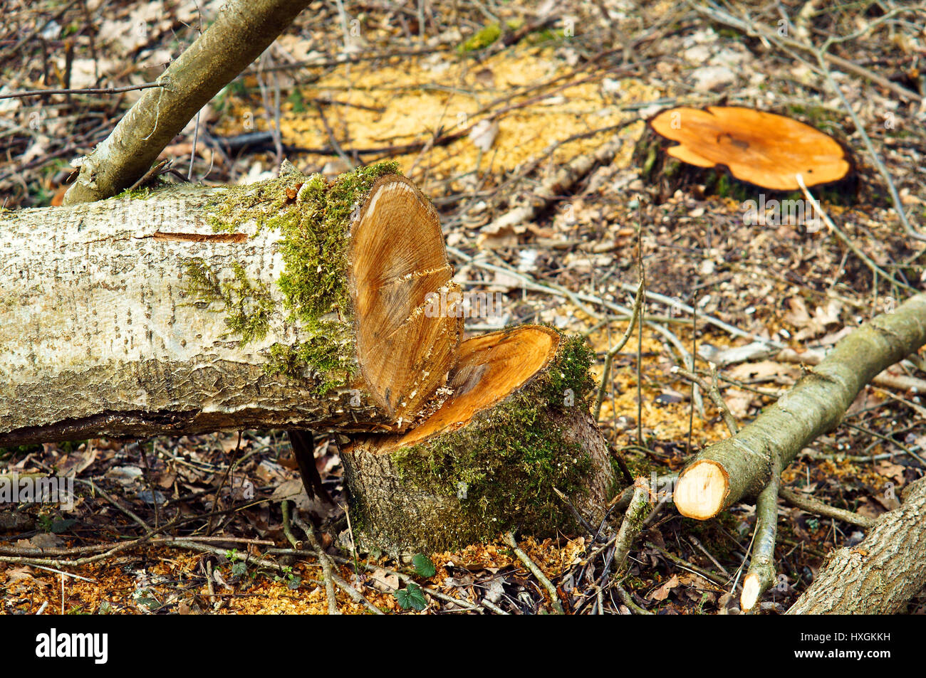 felled trees, timber, hemp fresh felling Stock Photo - Alamy