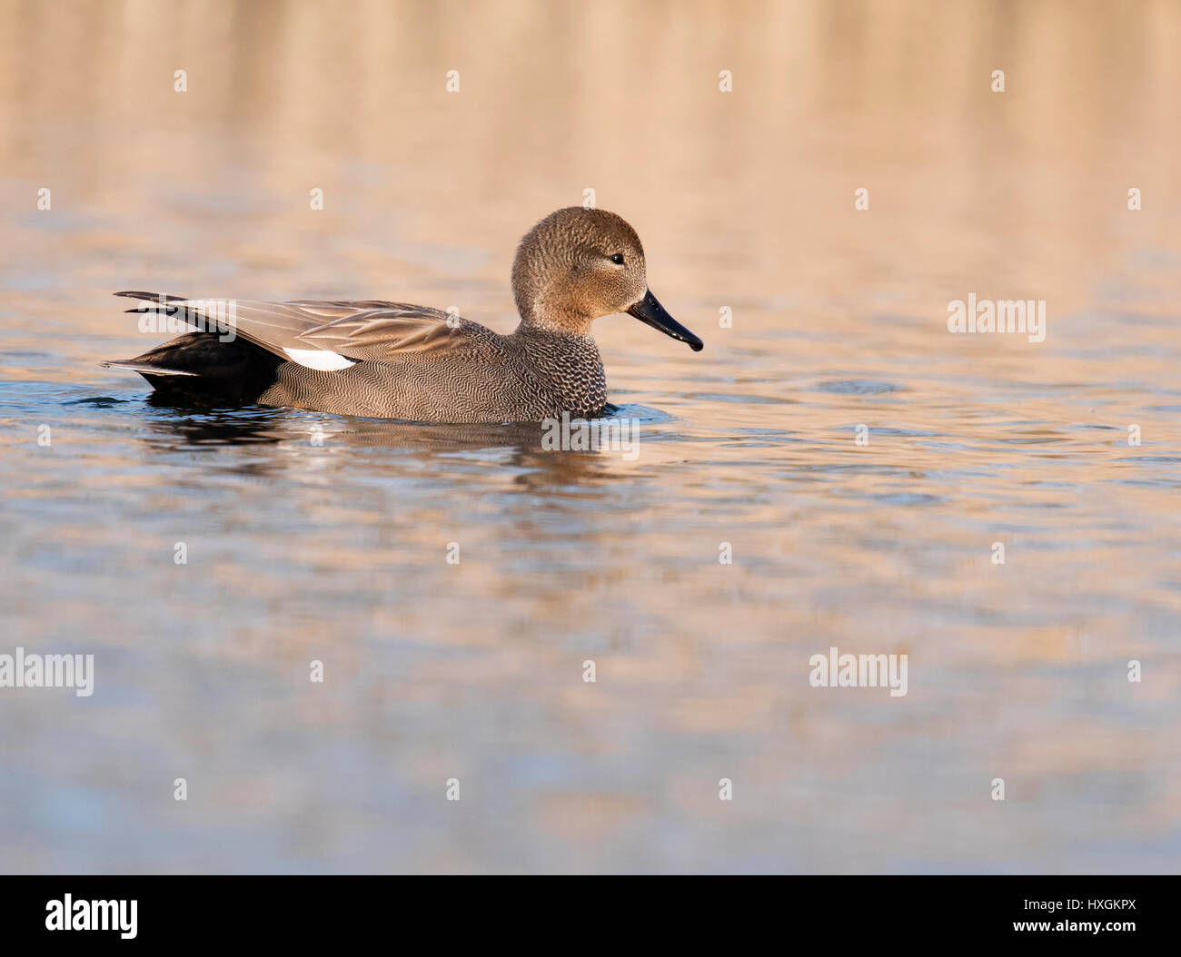 Male Gadwall (Anas strepera) in golden late afternoon sunlight ...