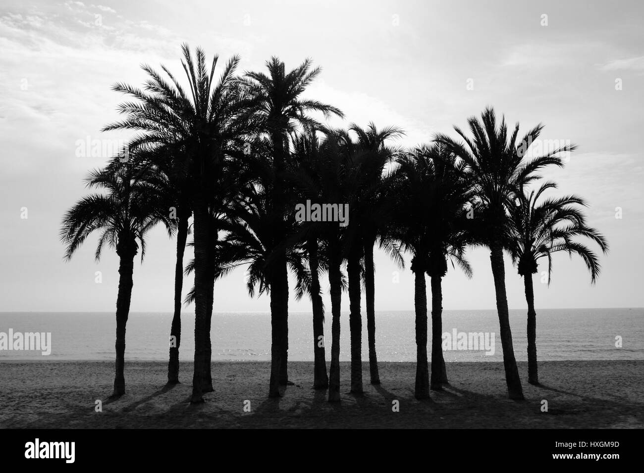 Row Of Palm Trees Silhouette