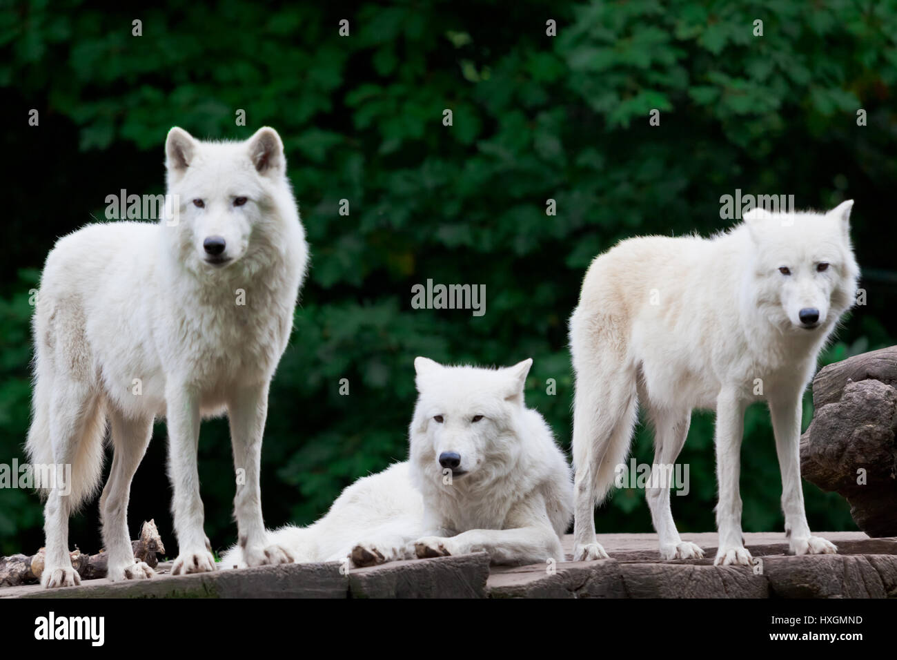 Arctic wolf canis lupus family hi-res stock photography and images - Alamy