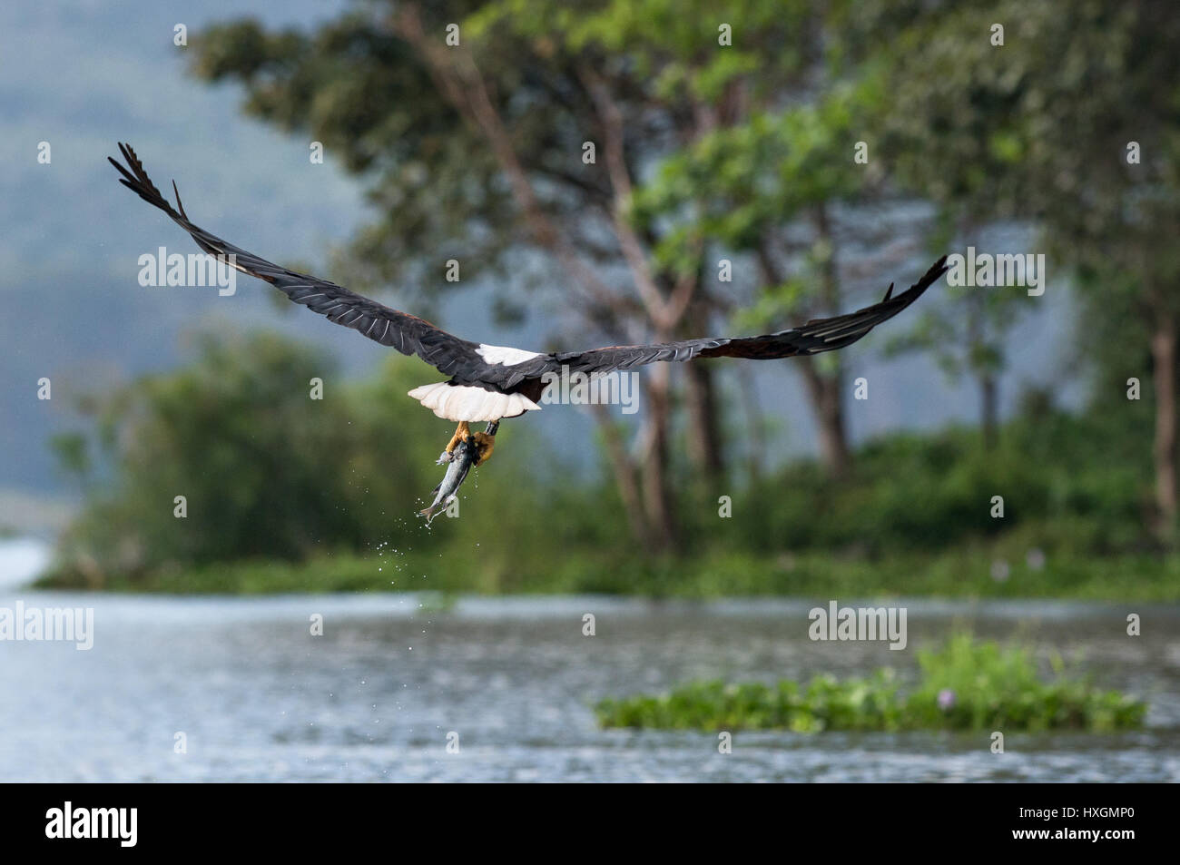 African fish eagle (Haliaeetus vocifer) flying away above water towards ...