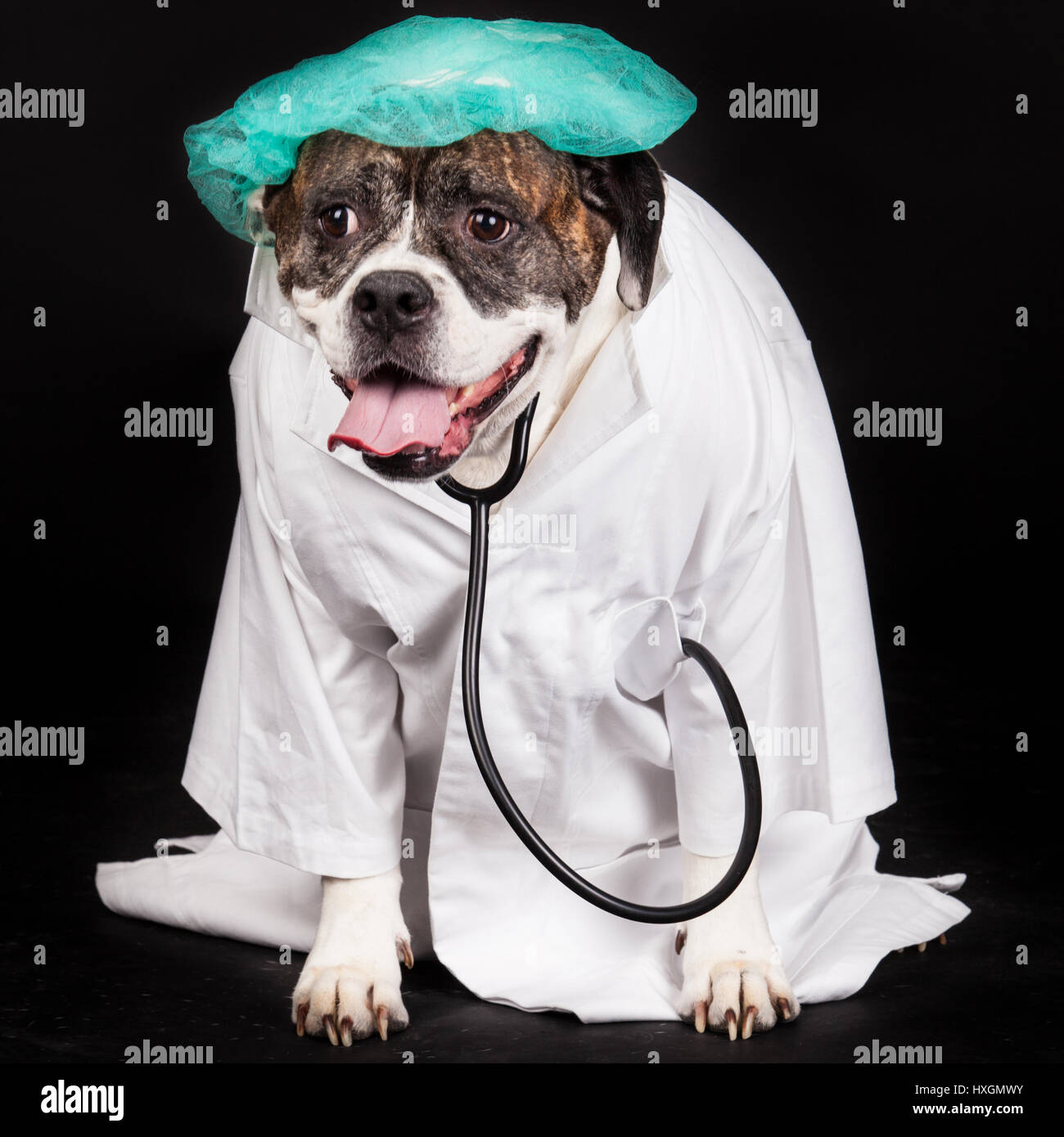 American Bulldog. dog dressed in a doctor coat and wearing a ...