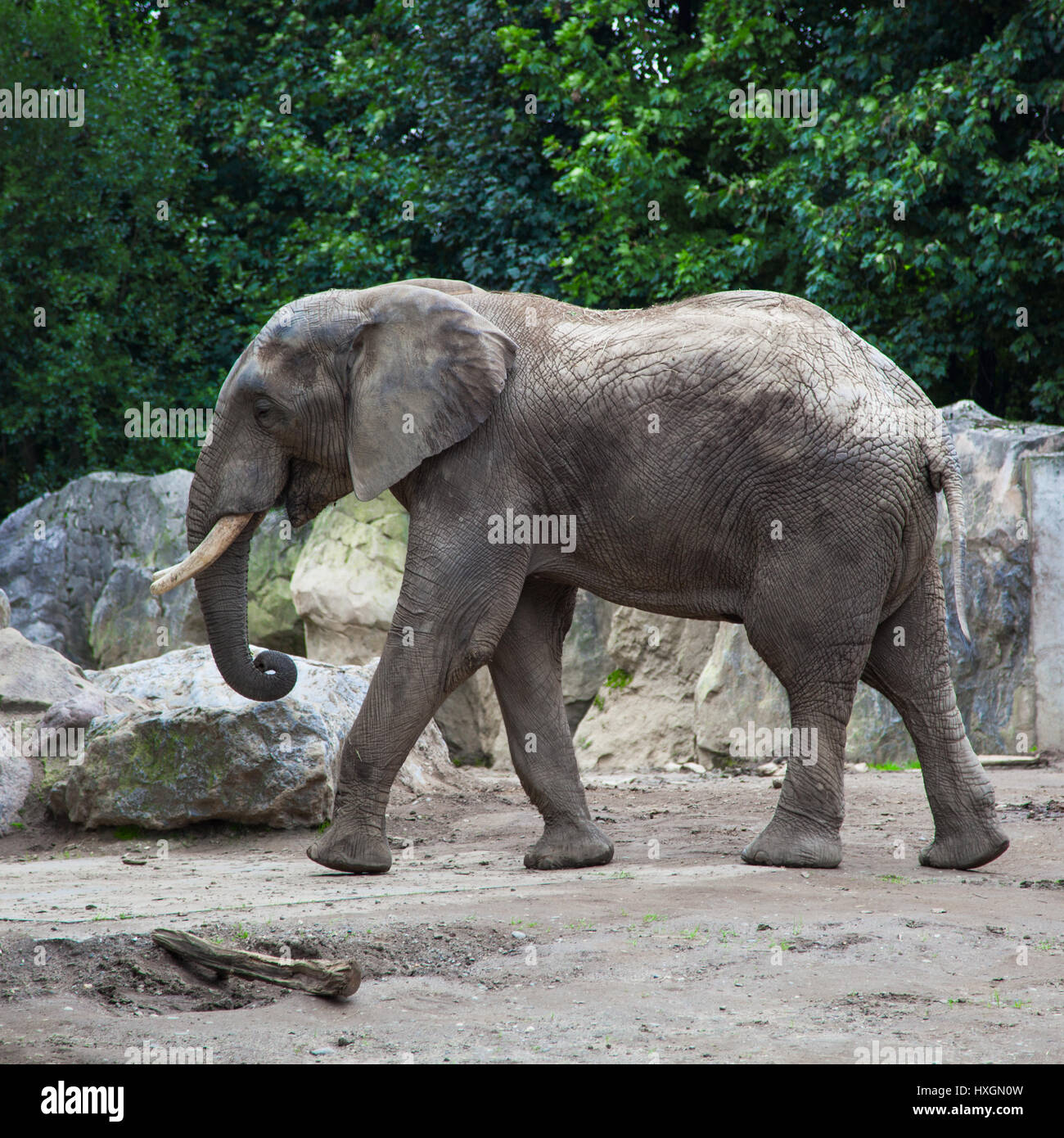 african bush elephant in zoo Stock Photo - Alamy