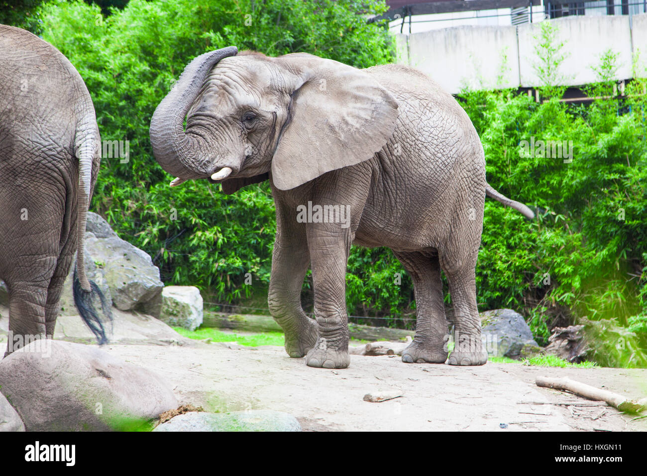 african bush elephant in zoo Stock Photo - Alamy