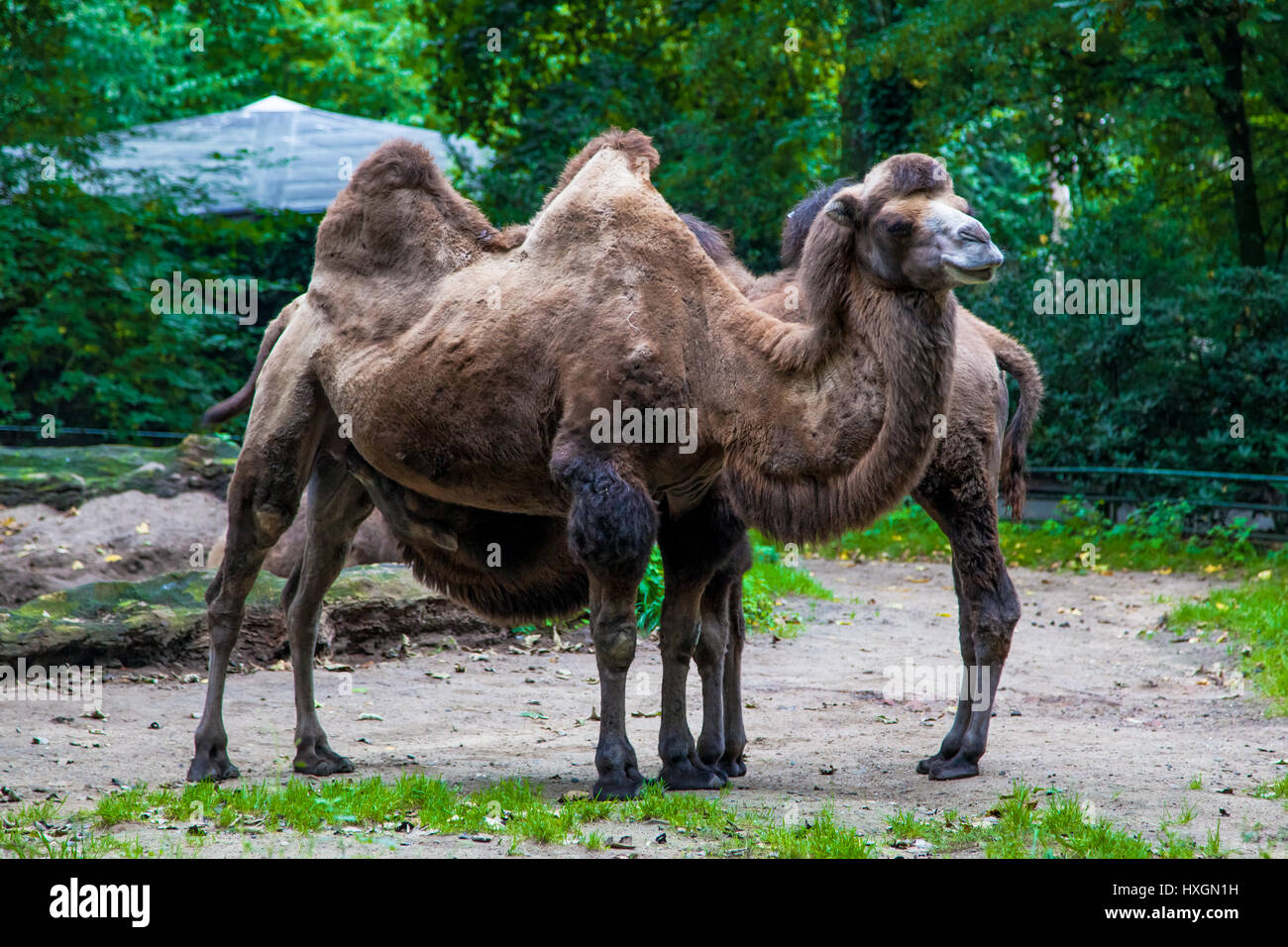 camel in a Zoo park Stock Photo - Alamy