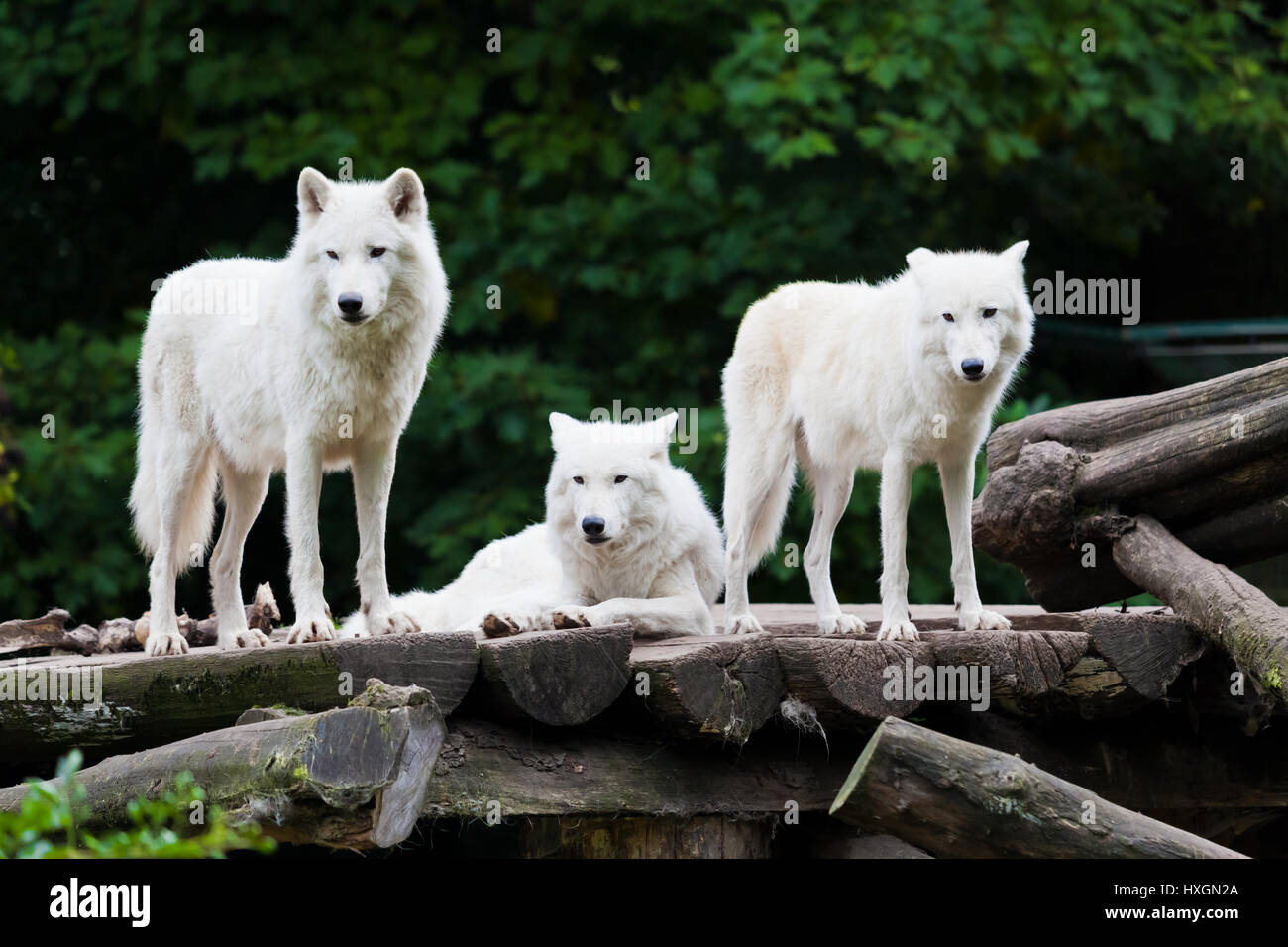 Arctic wolf canis lupus family hi-res stock photography and images - Alamy