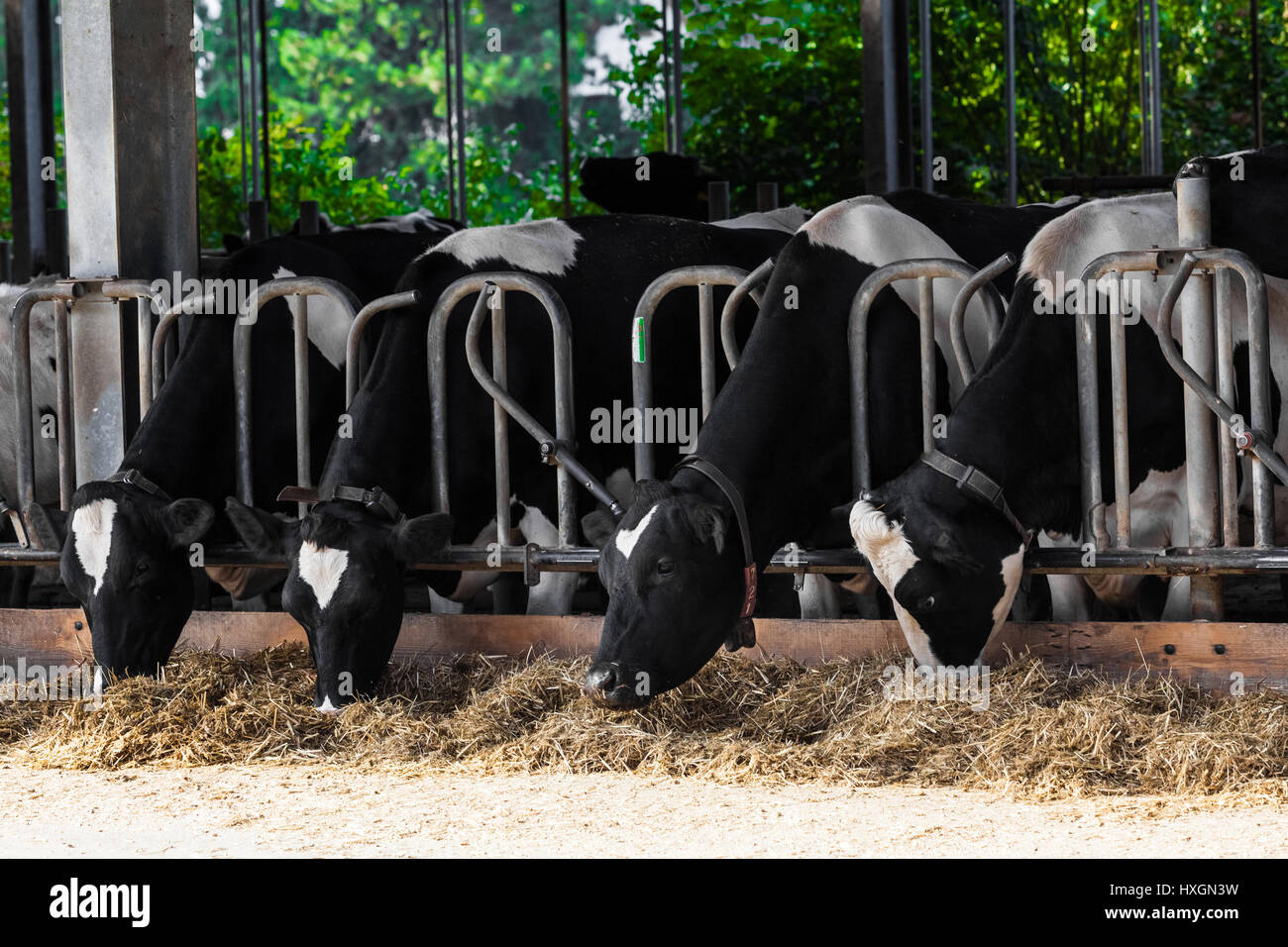 cows in a farm. Dairy cows in a farm Stock Photo - Alamy