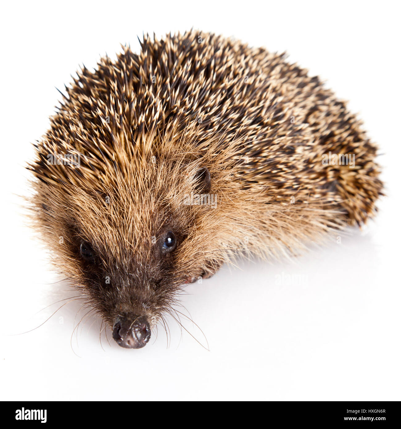 Hedgehog on a white background Stock Photo - Alamy
