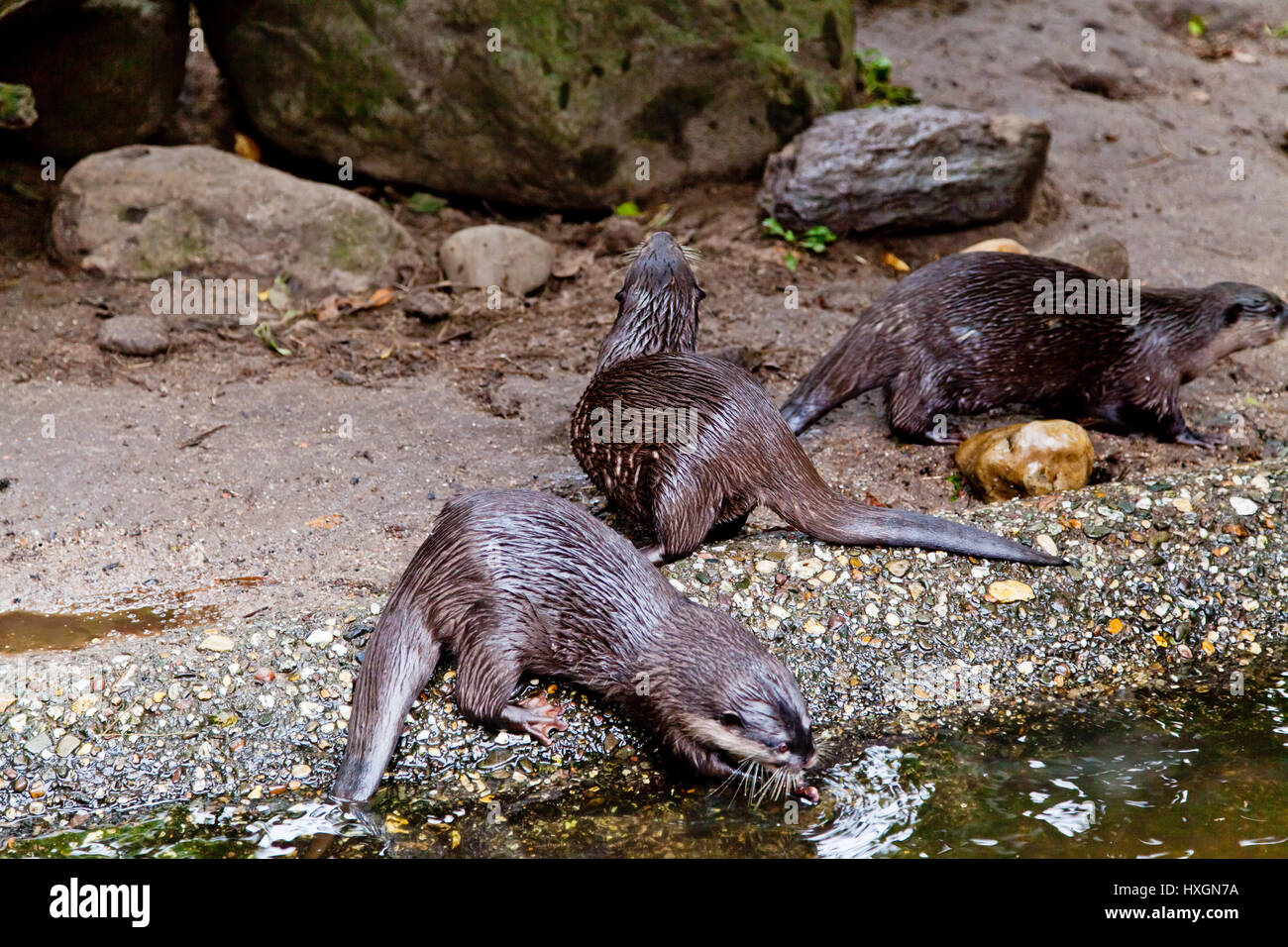 Smallest otter species hi-res stock photography and images - Alamy