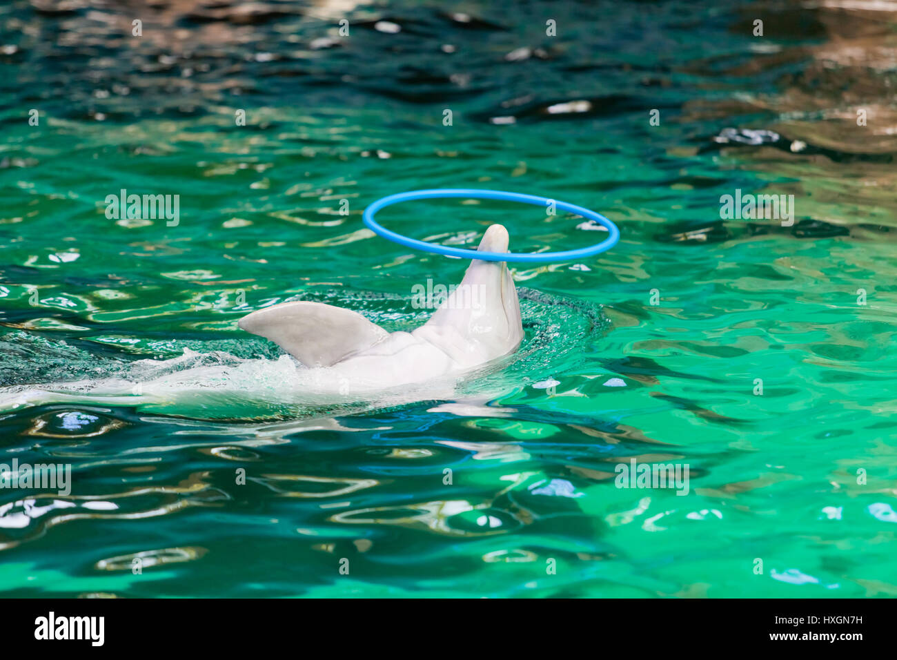 dolphin playing with a hoop Stock Photo - Alamy