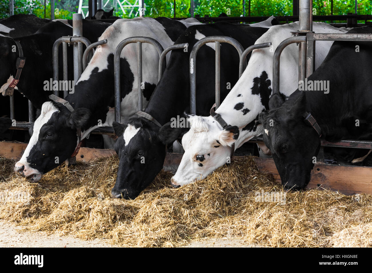 cows in a farm. Dairy cows in a farm Stock Photo - Alamy