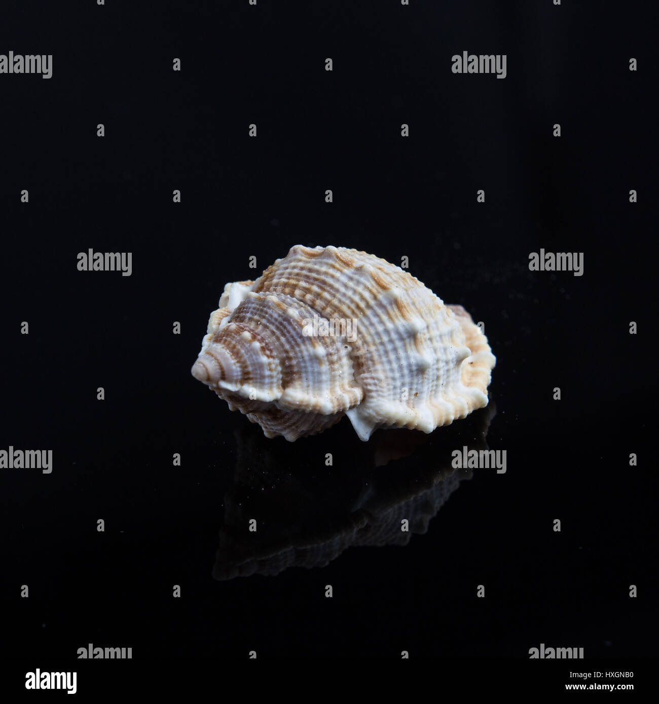 shell on a black background Stock Photo - Alamy
