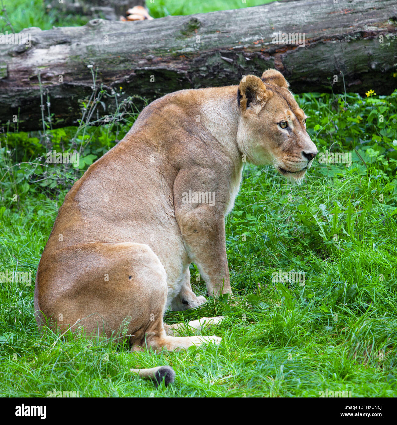Rearing lion hi-res stock photography and images - Alamy