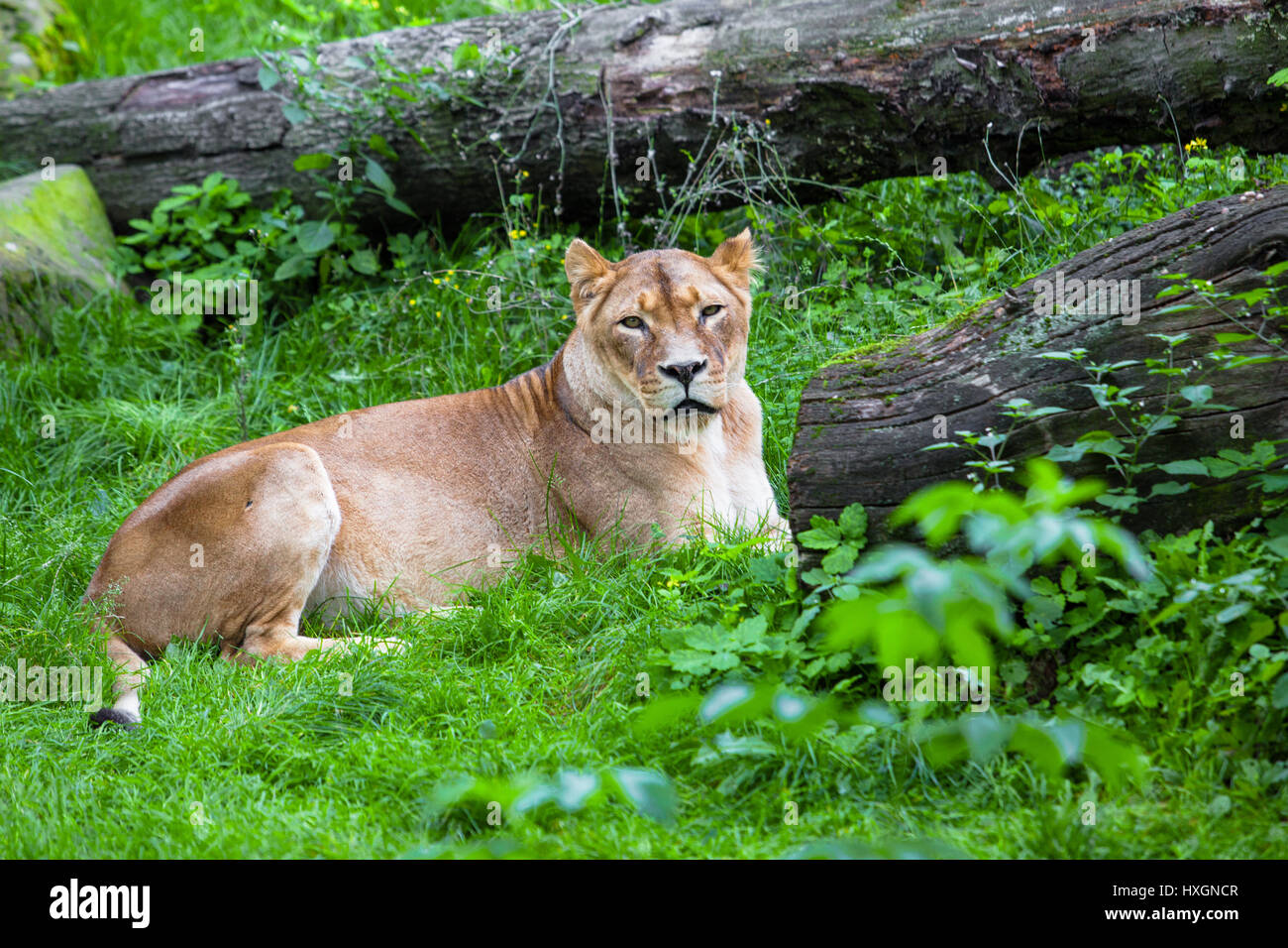 Rearing lion hi-res stock photography and images - Alamy