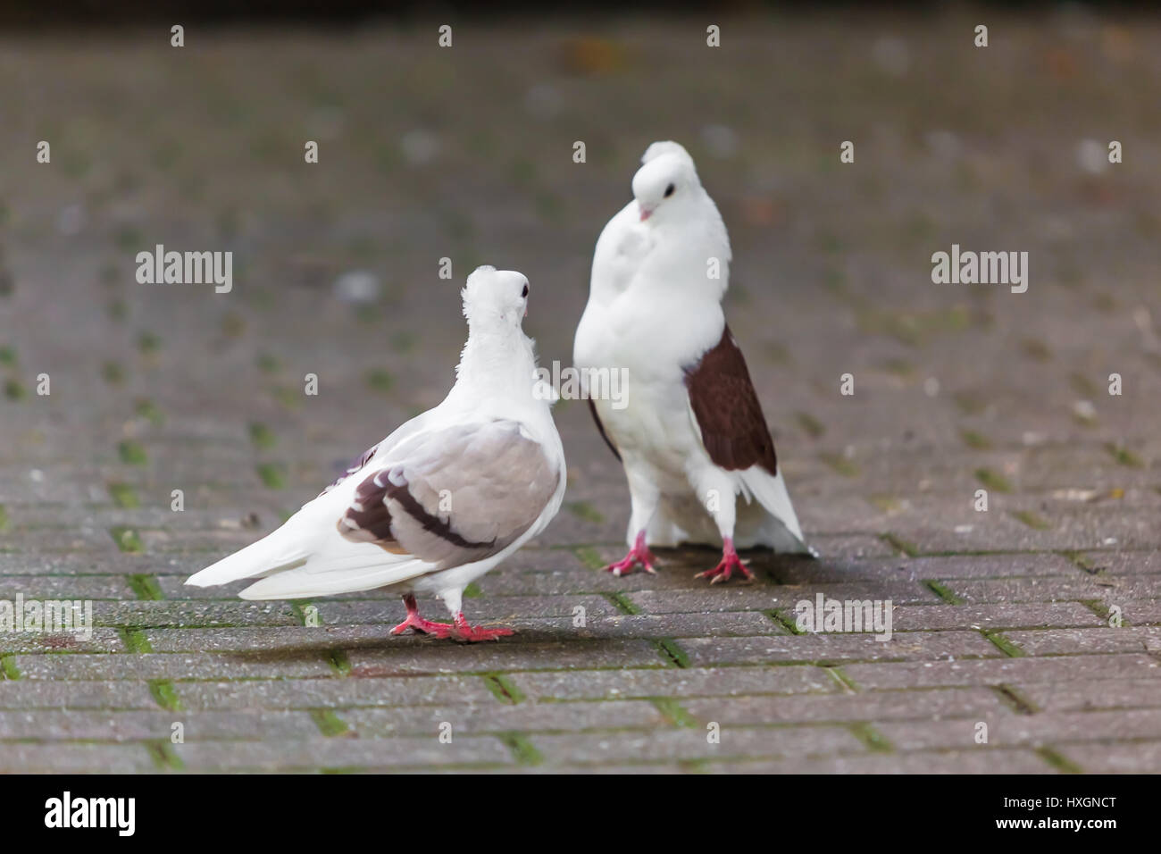 Loving doves hi-res stock photography and images - Alamy