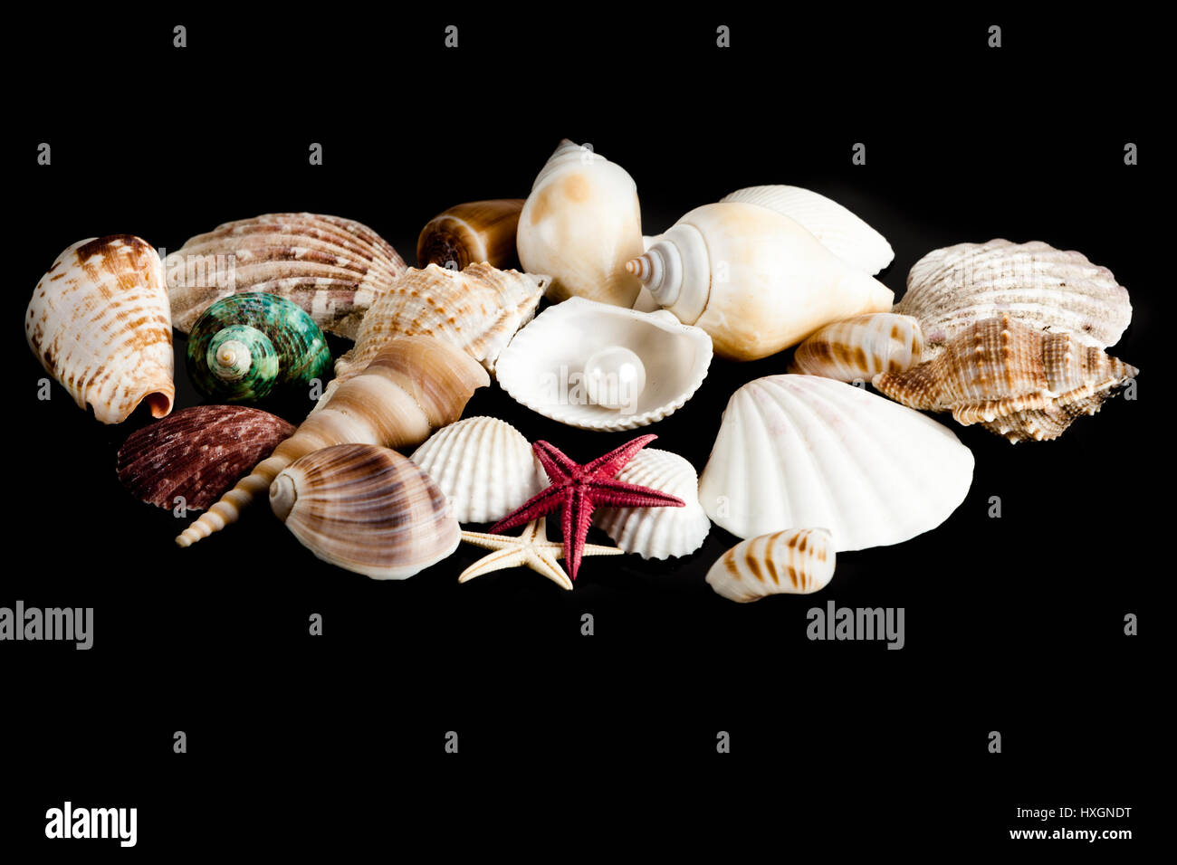 The exotic sea shell . treasure from the sea Stock Photo - Alamy