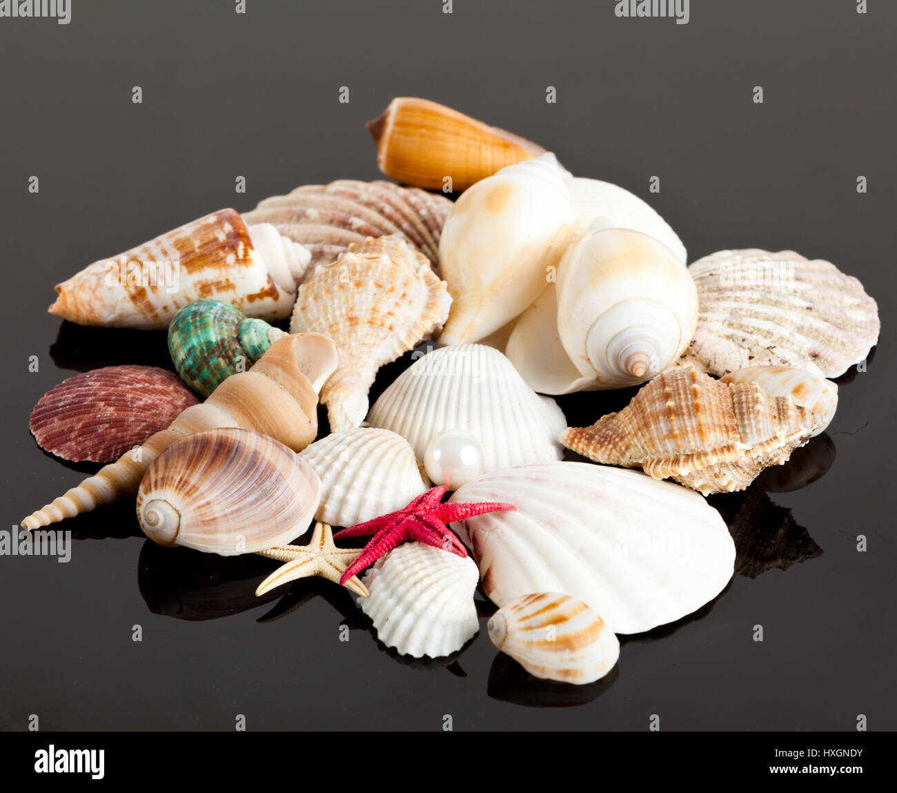 The exotic sea shell . treasure from the sea Stock Photo - Alamy