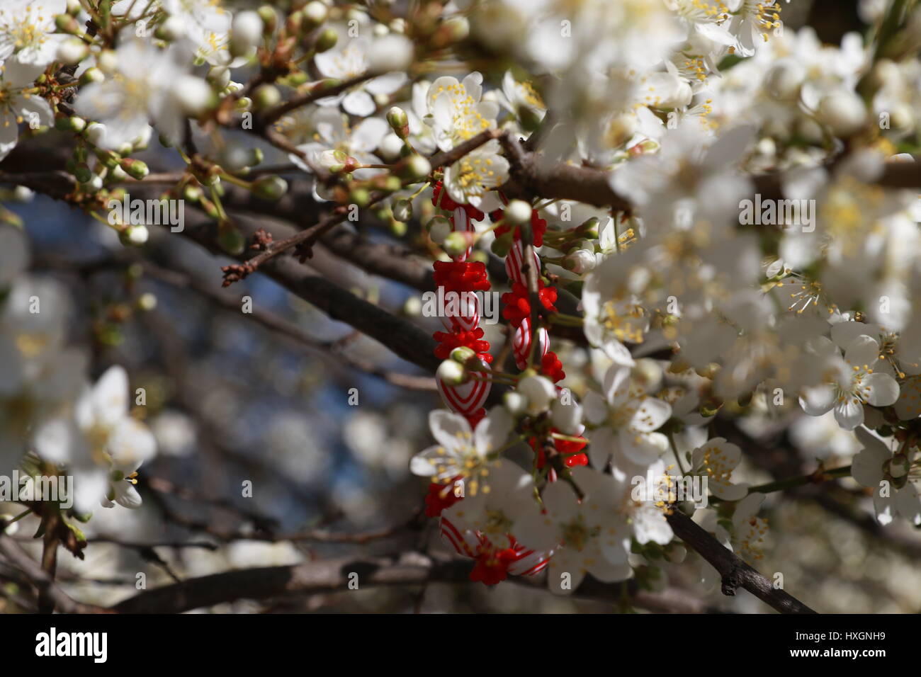 Spring flowering Blossom Stock Photo - Alamy