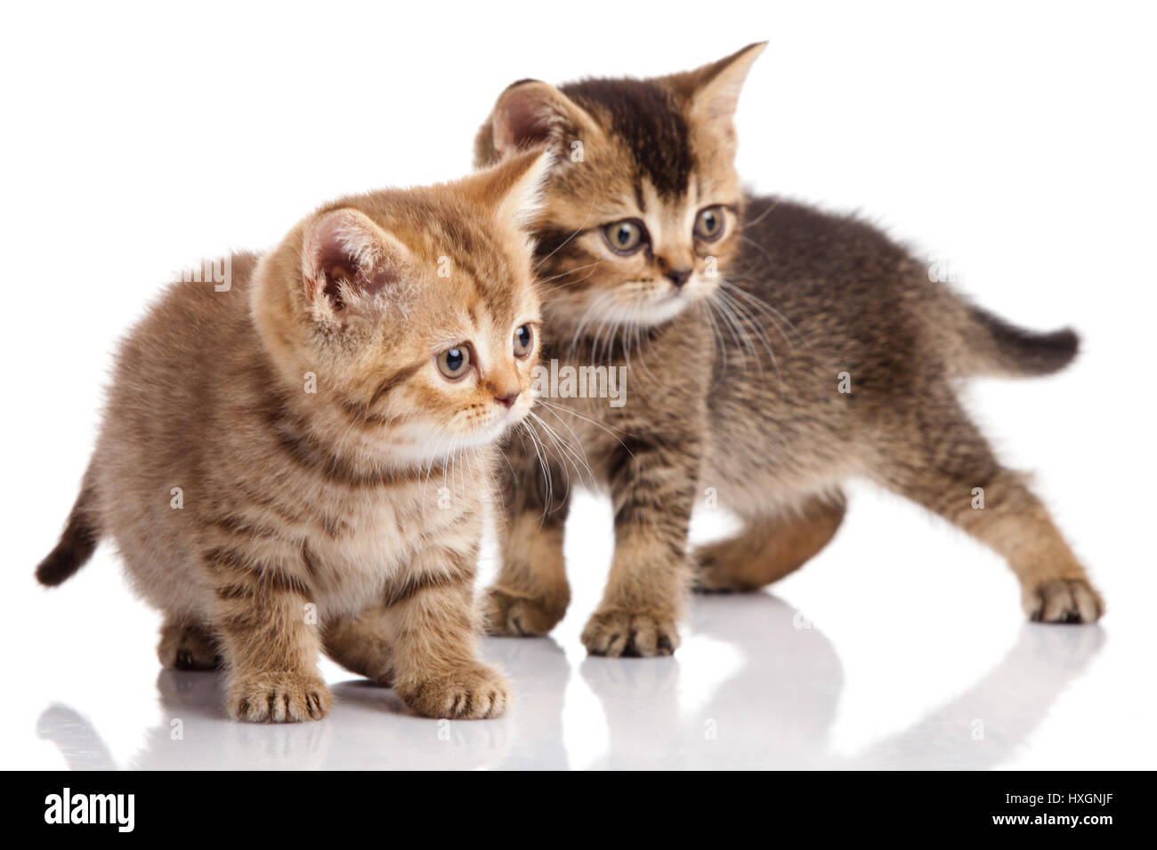 Two small kitten playing Cut Out Stock Images & Pictures - Alamy