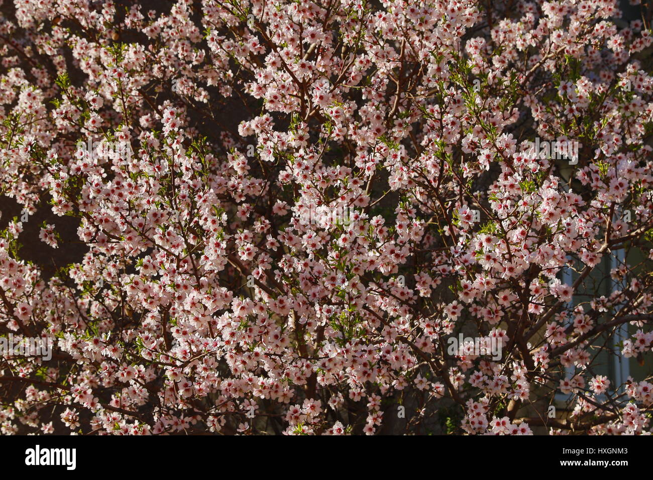 Spring flowering Blossom Stock Photo - Alamy