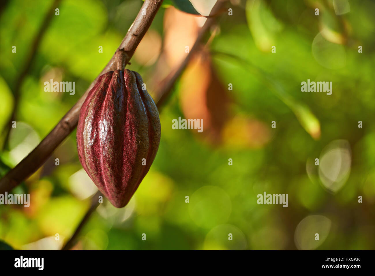 One pretty clean red cocoa pod hang on tree branch Stock Photo - Alamy
