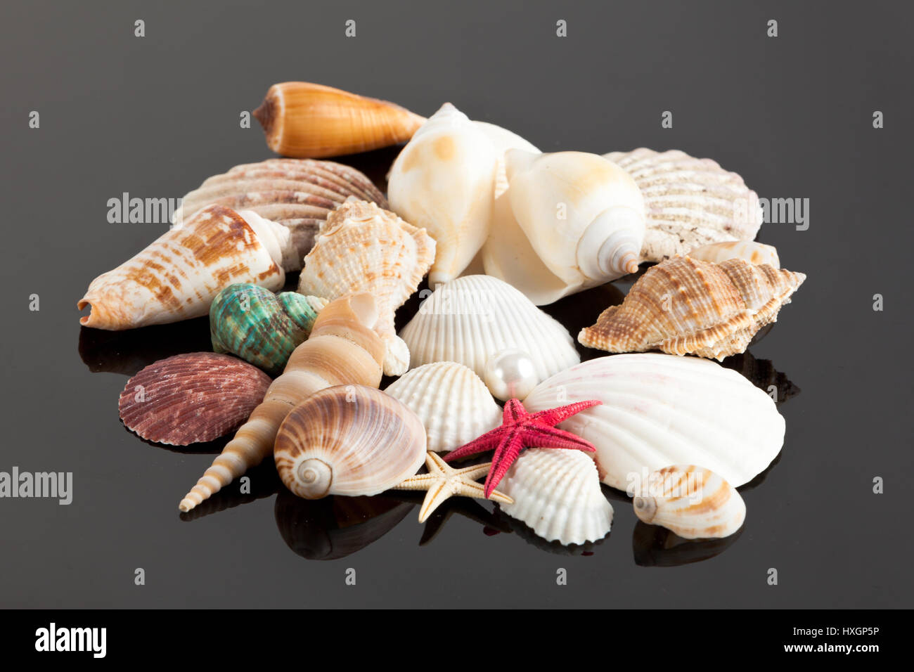 The exotic sea shell . treasure from the sea Stock Photo - Alamy