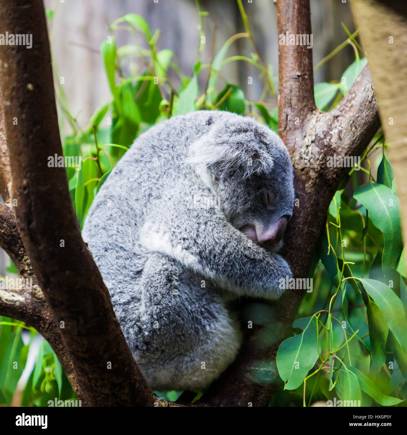Sleeping koalas. Koala Bear Stock Photo - Alamy