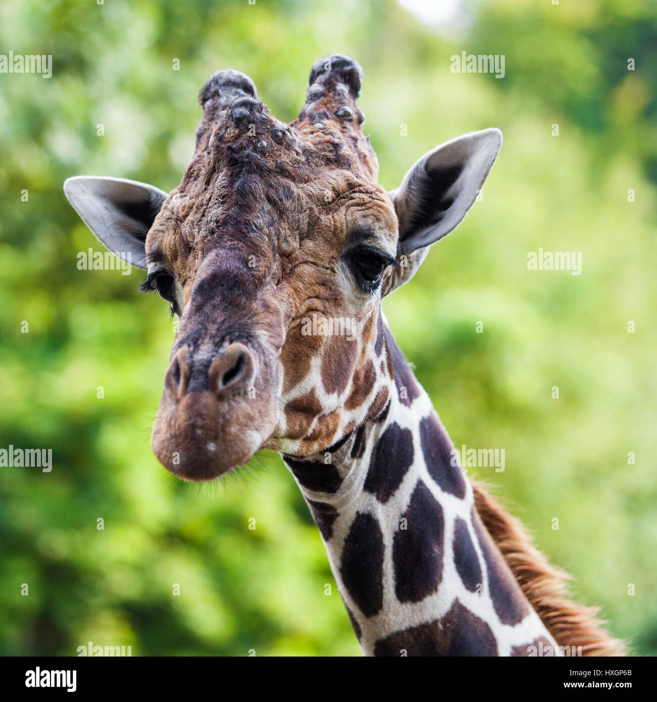 Close up shot of giraffe head. Giraffe portrait Stock Photo - Alamy