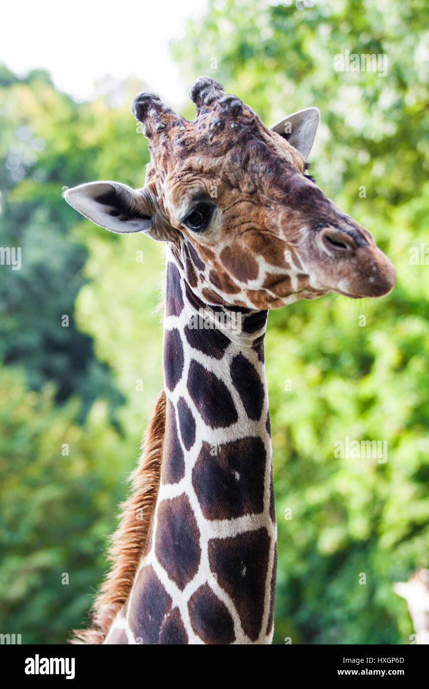 Close up shot of giraffe head. Giraffe portrait Stock Photo - Alamy