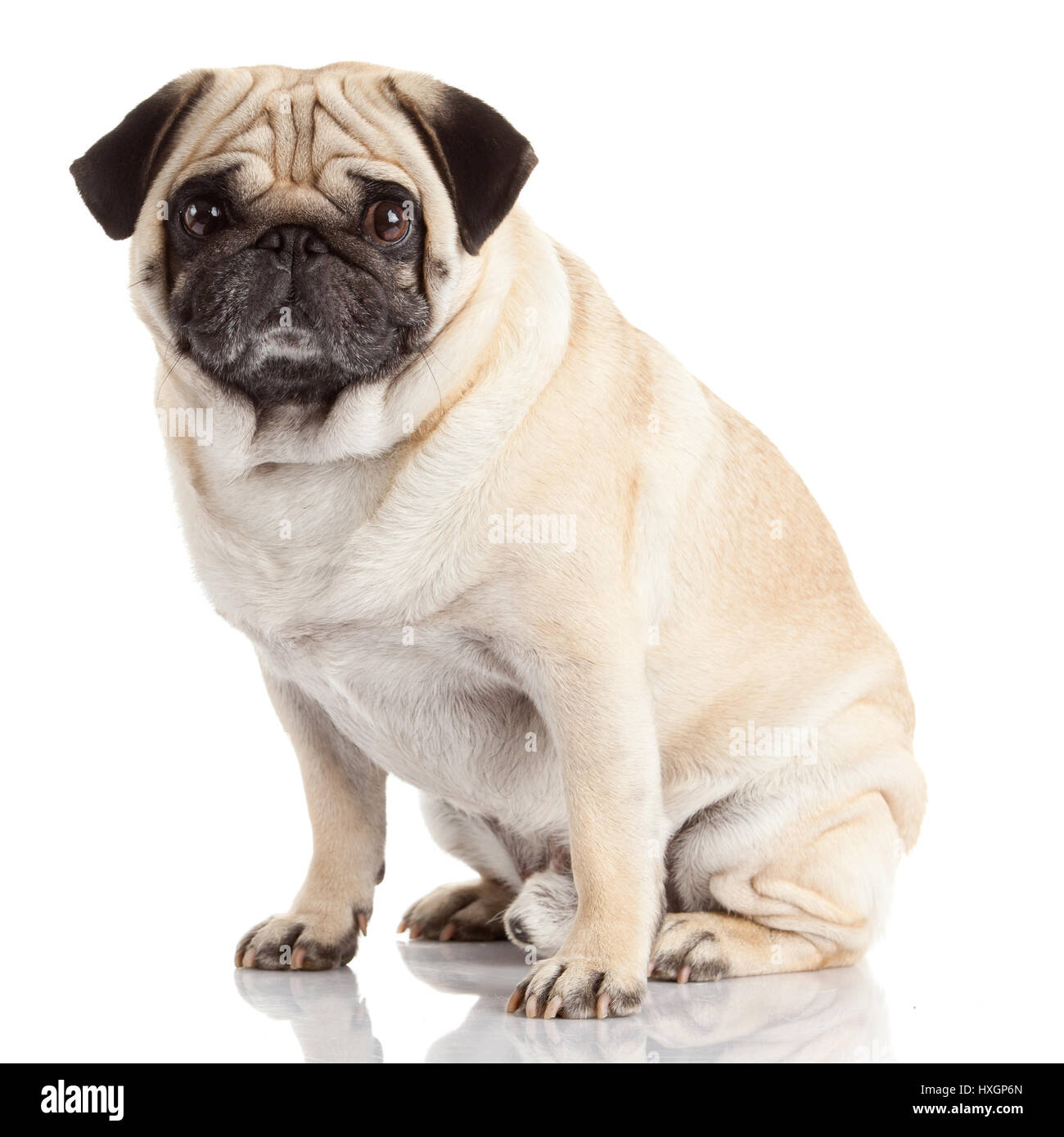 pug dog isolated on a white background Stock Photo - Alamy