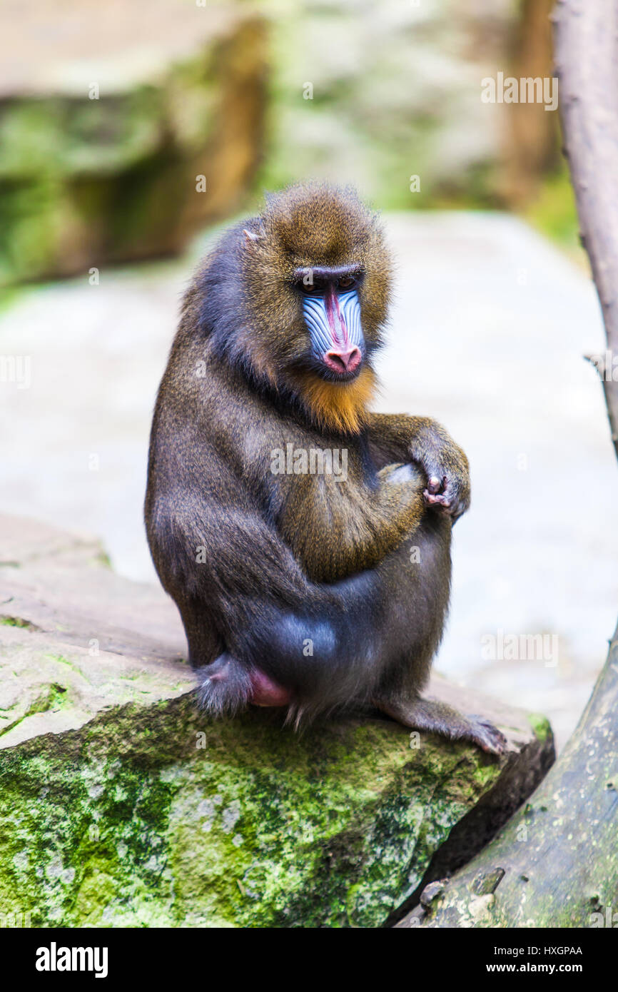 Portrait of a mandrill Stock Photo - Alamy
