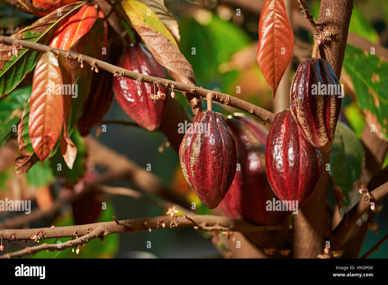 Group of red cocoa pods hanging on tree branch Stock Photo - Alamy