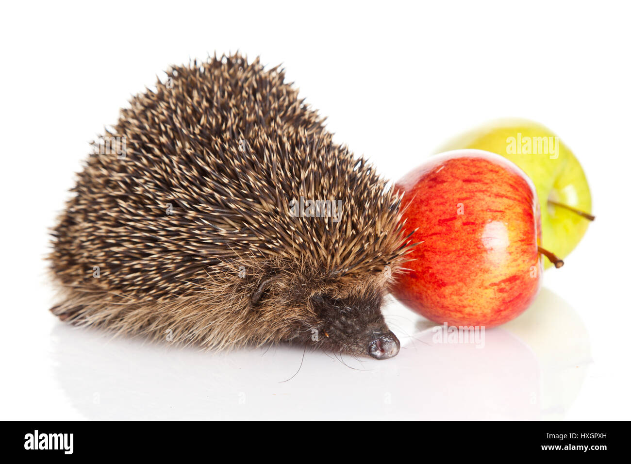 Hedgehog with apple Stock Photo - Alamy