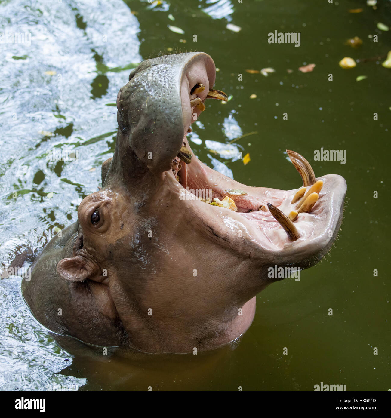 Hippo breeding zoo hi-res stock photography and images - Alamy