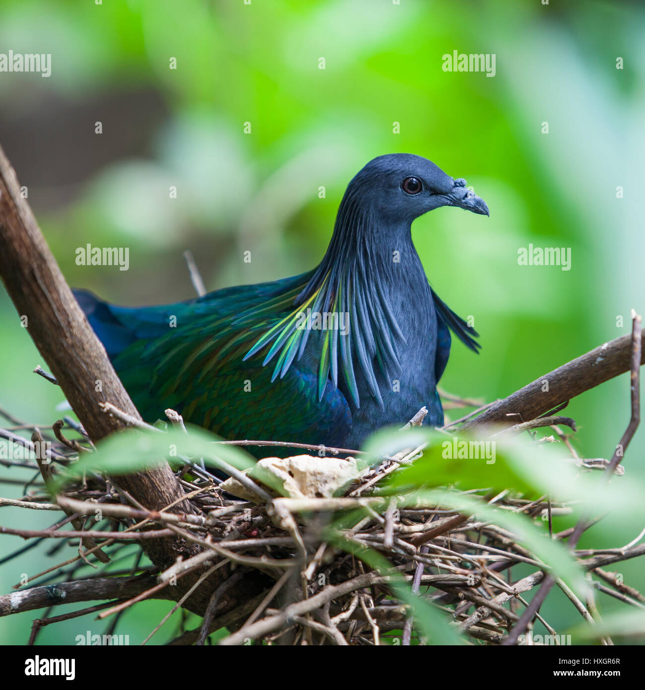 Black nicobar pigeon hi-res stock photography and images - Alamy