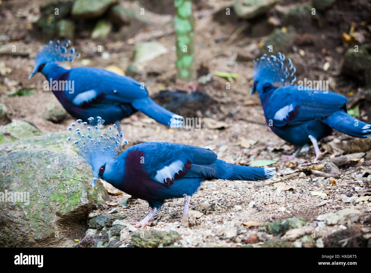 Victoria crowned pigeon. Exotic Bird Goura Victoria Stock Photo - Alamy