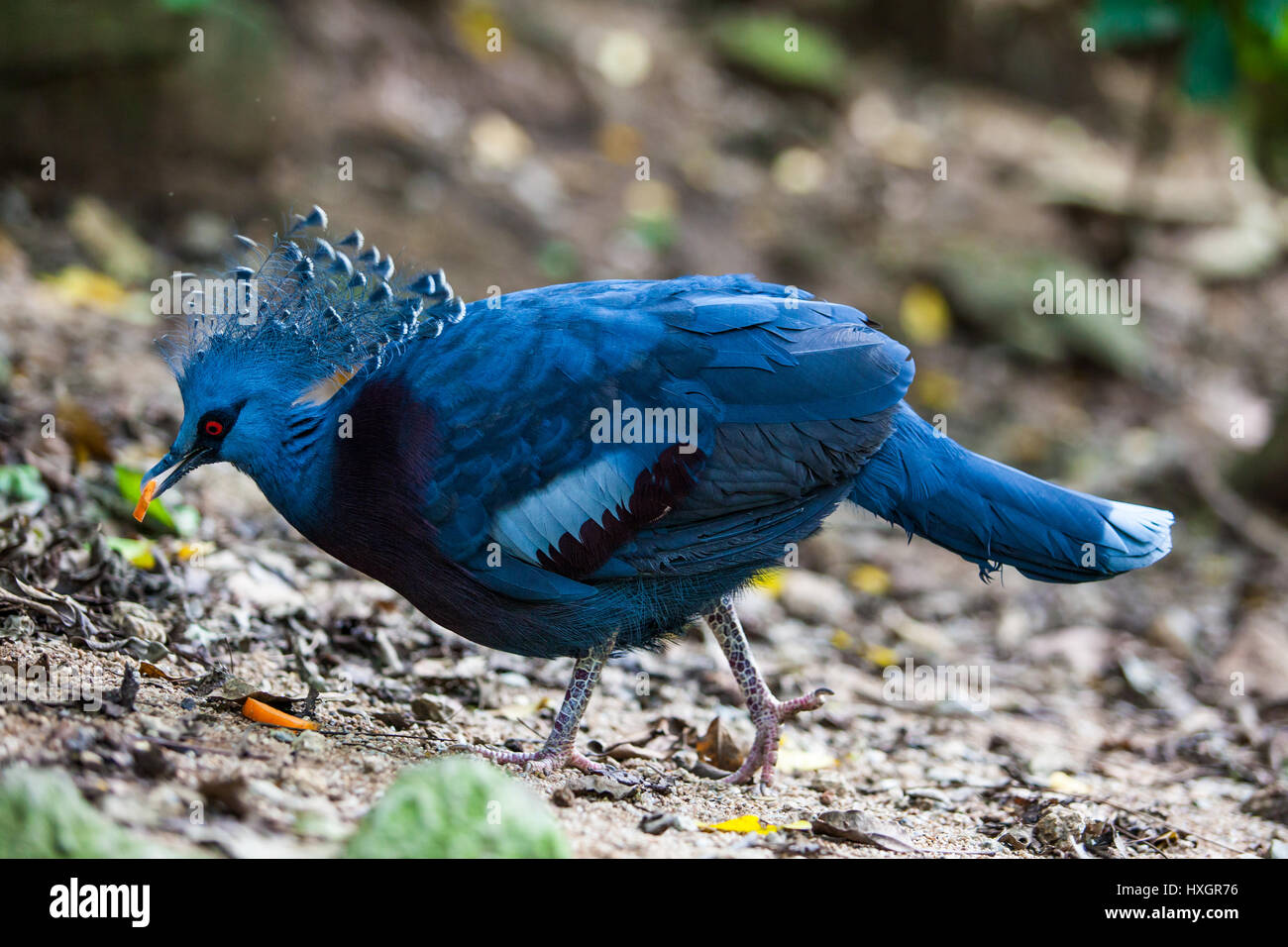 Victoria crowned pigeon. Exotic Bird Goura Victoria Stock Photo - Alamy