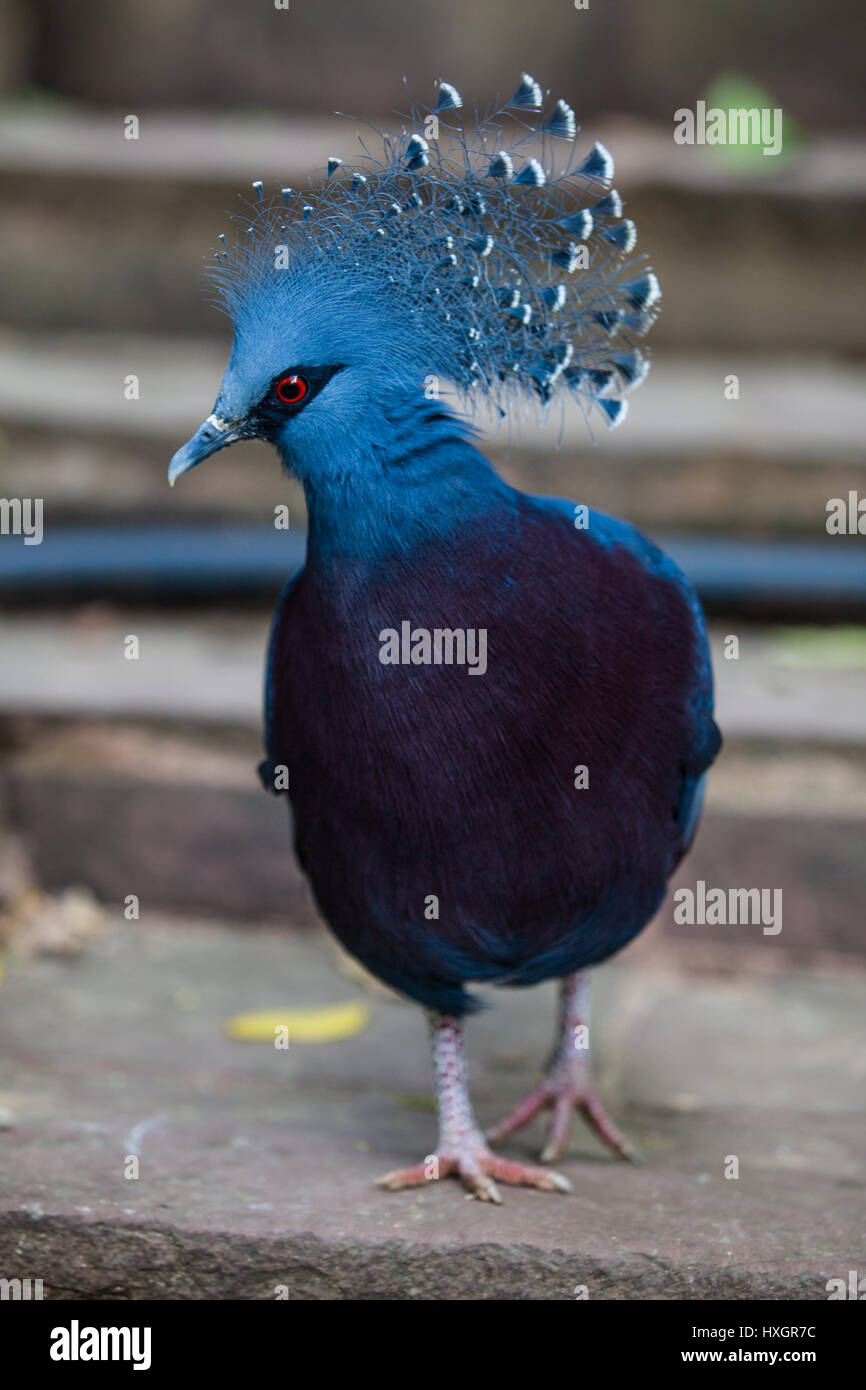 Victoria crowned pigeon. Exotic Bird Goura Victoria Stock Photo - Alamy