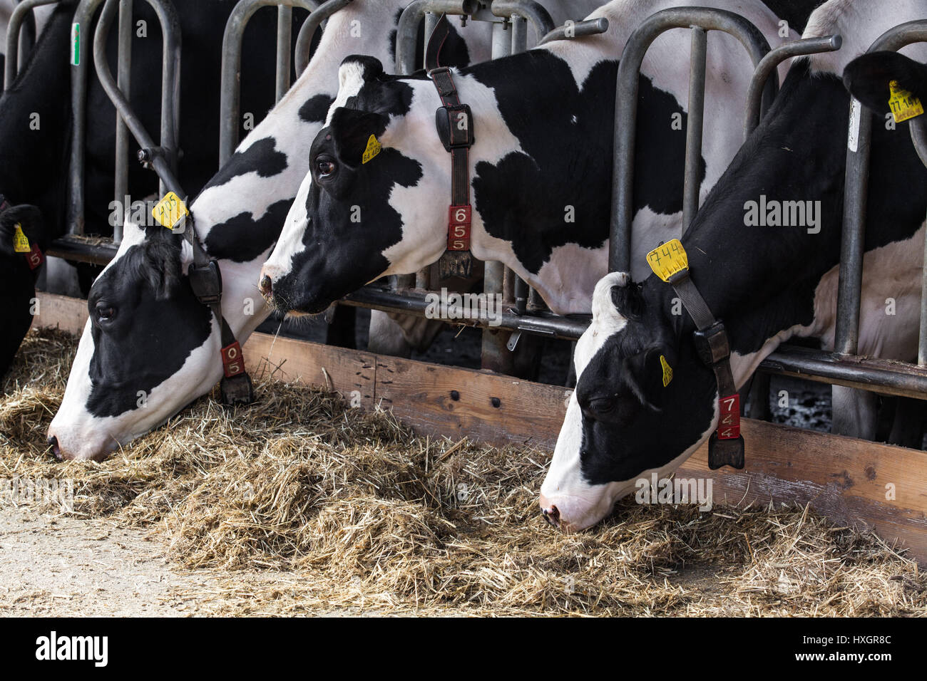 Cows on Farm Stock Photo - Alamy