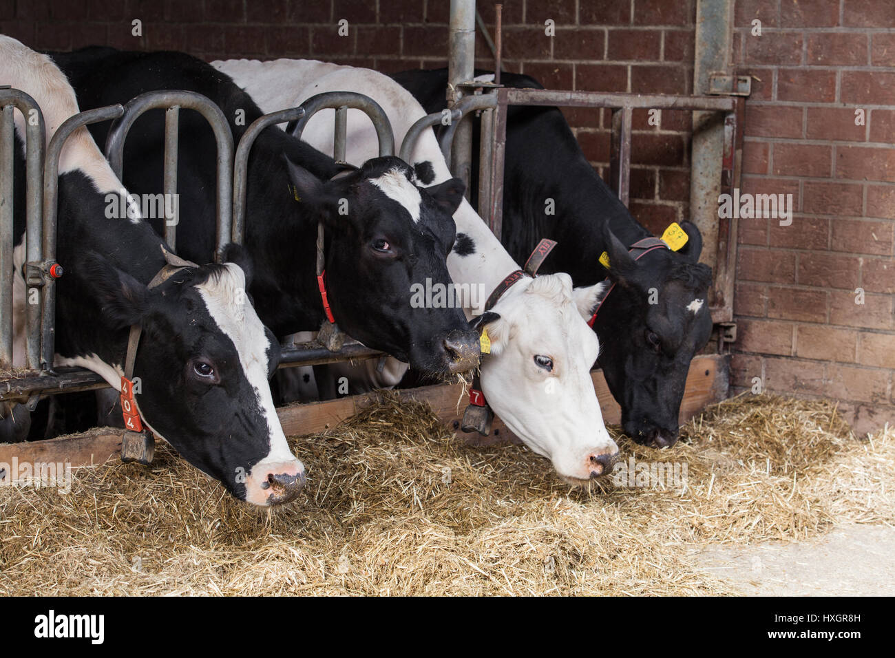 Cows on Farm Stock Photo - Alamy
