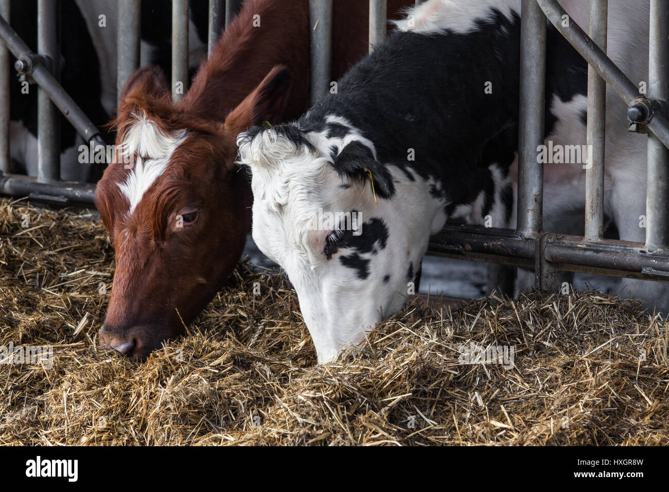 Cows on Farm Stock Photo - Alamy