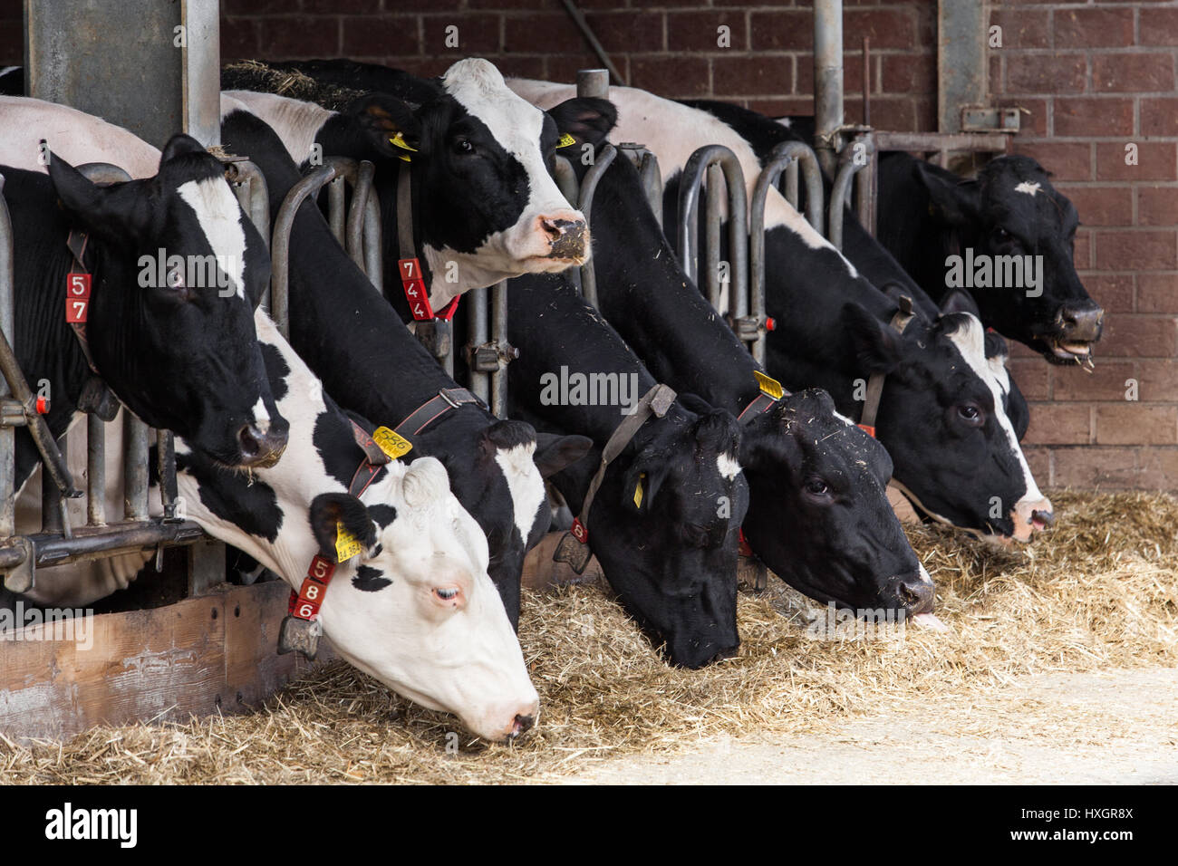 Cows on Farm Stock Photo - Alamy