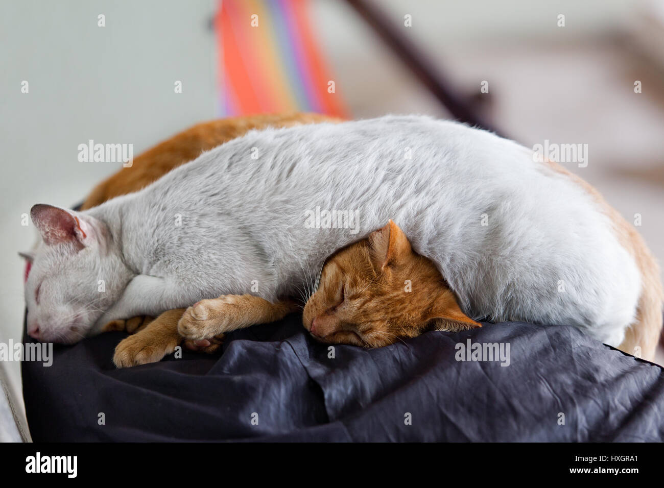 Two cats sleeping Stock Photo - Alamy